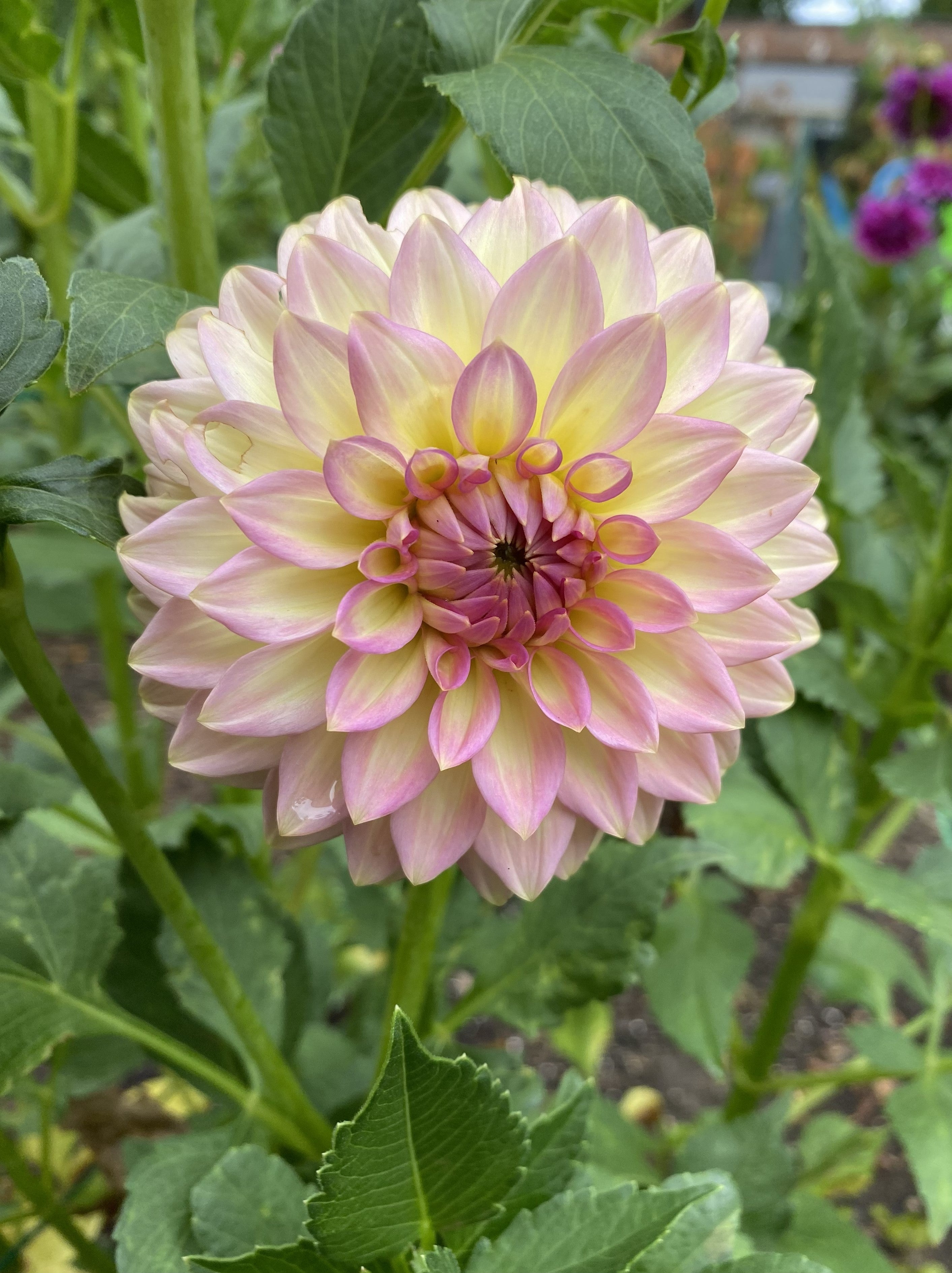 Oreti Adele Dahlia Tuber – Kimber Blossoms Flower Farm